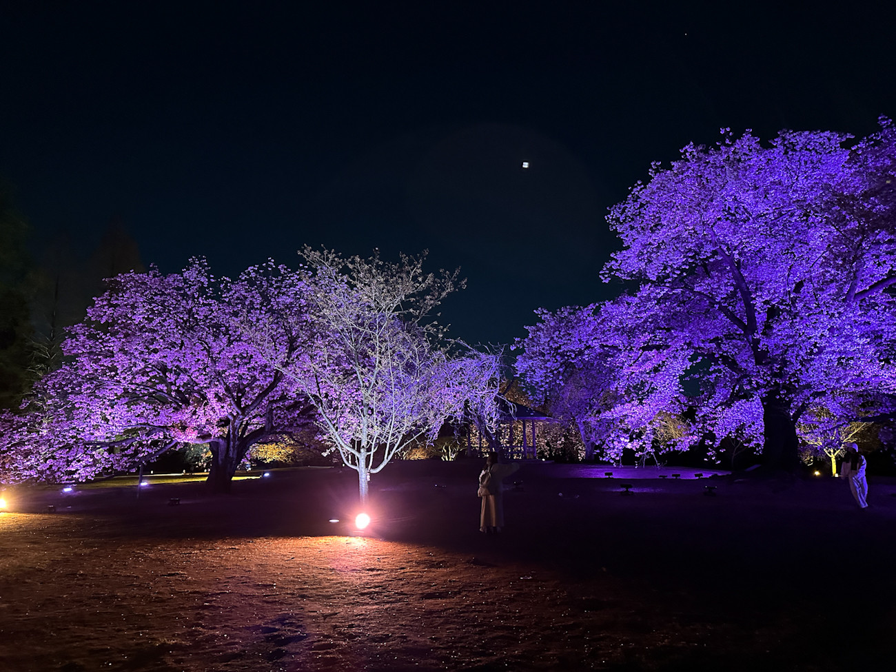 都内屈指の桜の名所・新宿御苑で、ネイキッドが夜桜イベント ニュース アイエム[インターネットミュージアム]