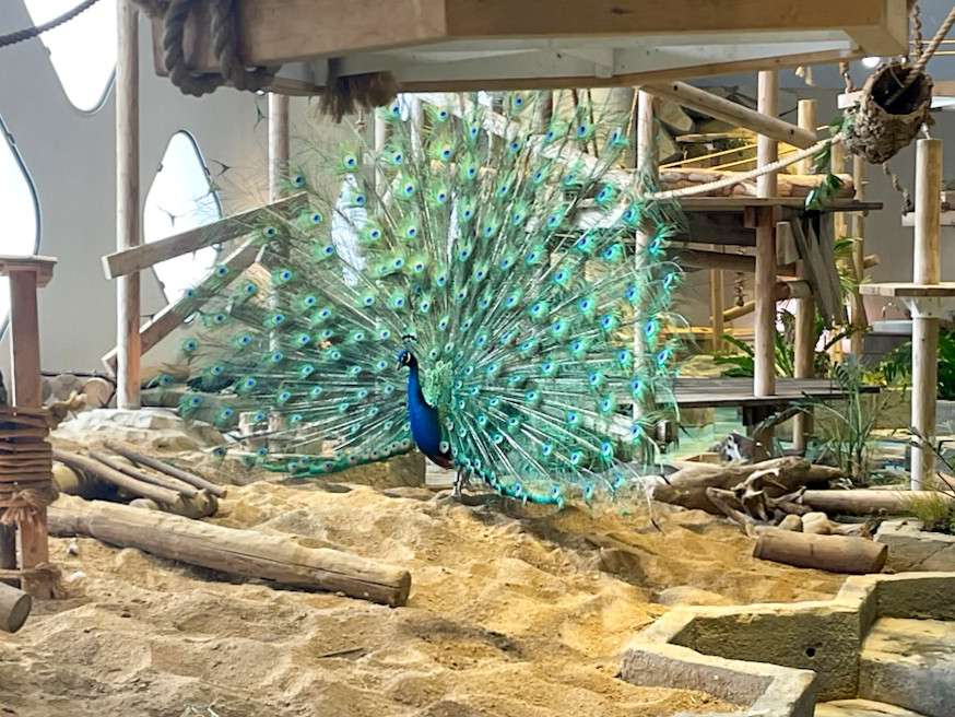 NIFREL（ニフレル）「WONDER MOMENTS」に新作が追加！ | レポート | アイエム[インターネットミュージアム]